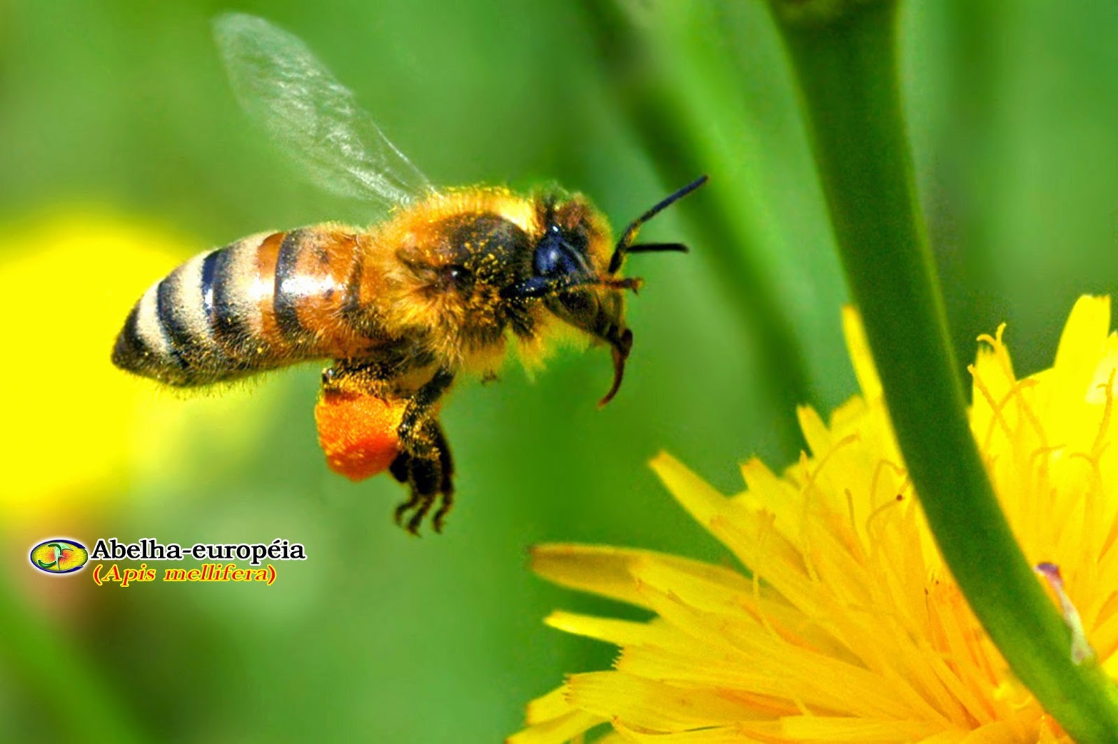 Zoologia: Abelha-européia (Apis mellifera)